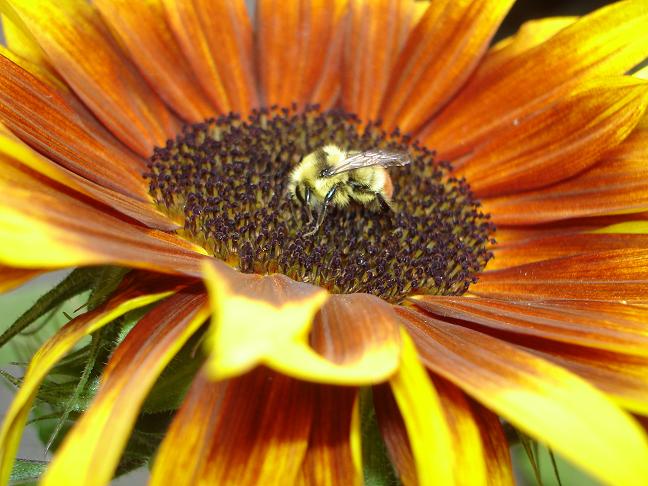 The Great Sunflower Project: Save The Bees - Positive Parenting Tips